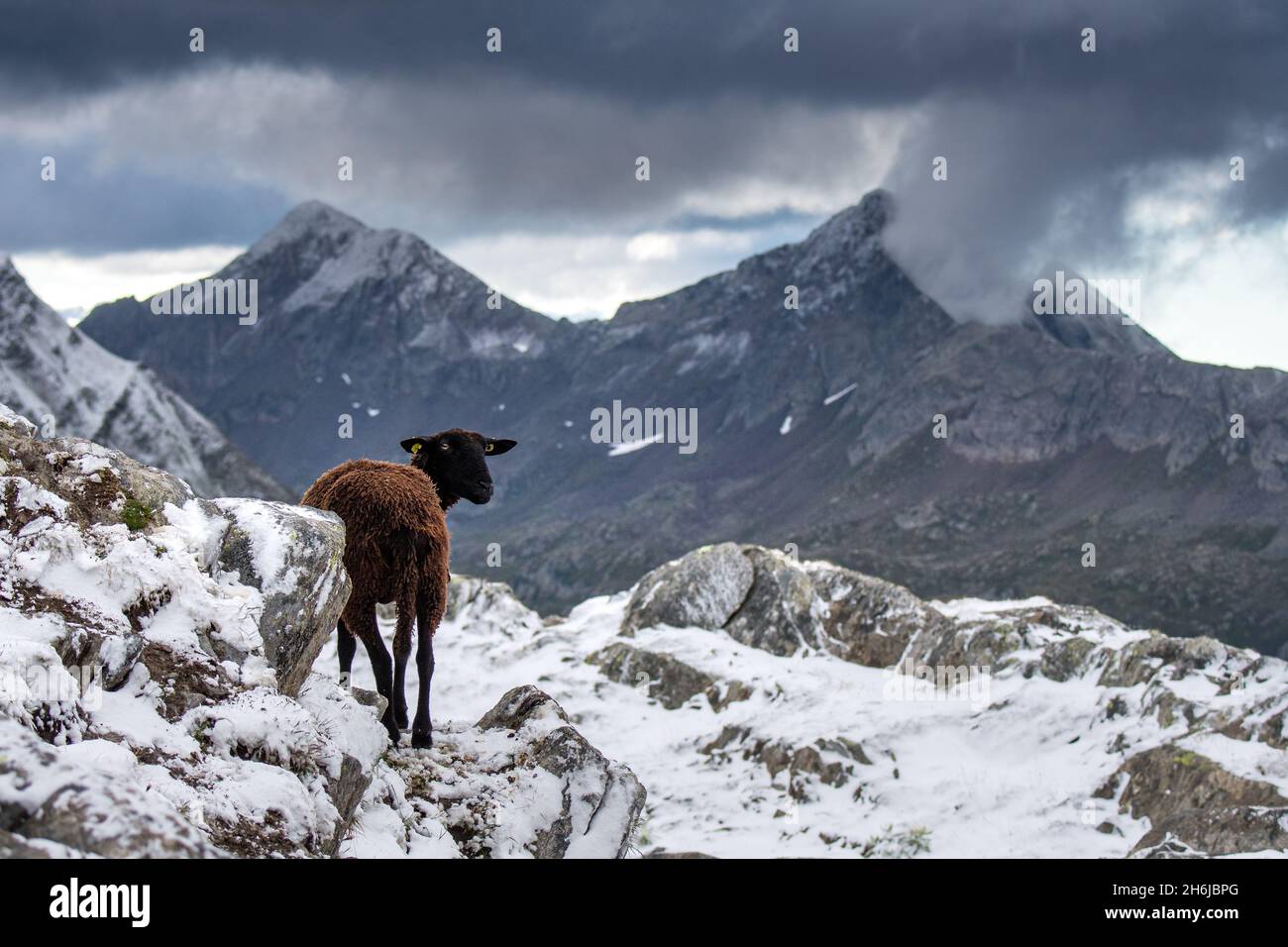 Swiss winter sheep hi-res stock photography and images - Alamy