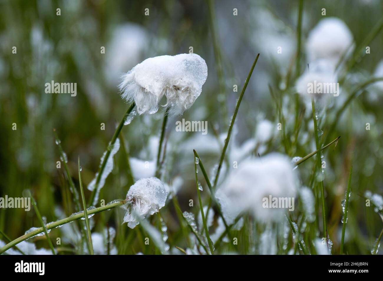 cottongrass in first snow Stock Photo - Alamy