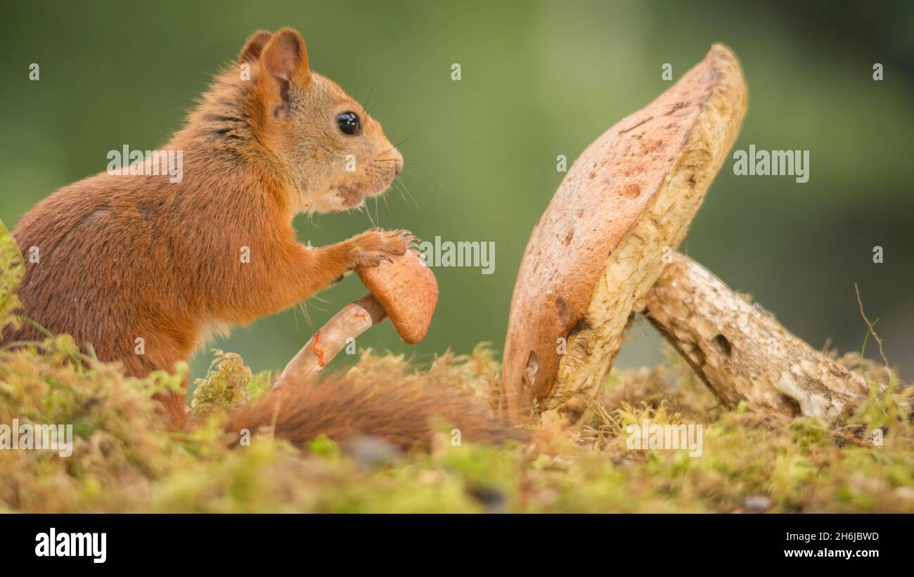 red squirrel holding a mushroom Stock Photo - Alamy