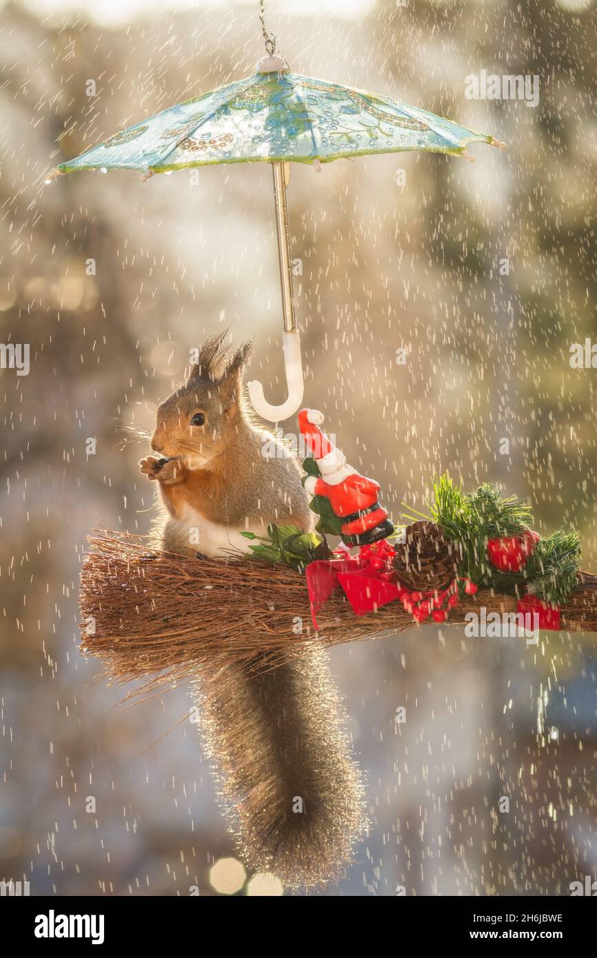 Sciuridae in rain High Resolution Stock Photography and Images - Alamy