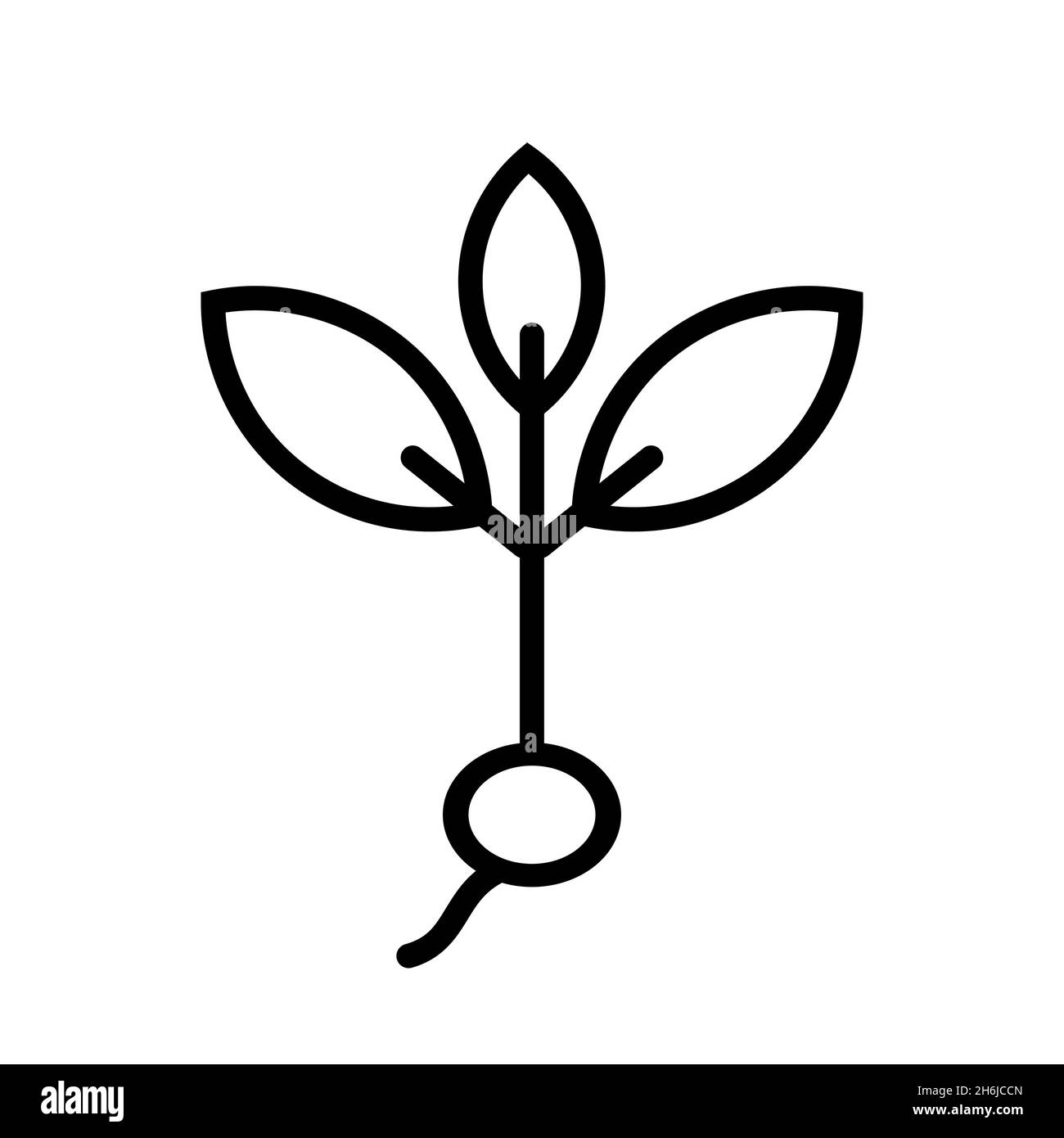 Growing seedling spring Black and White Stock Photos & Images - Alamy