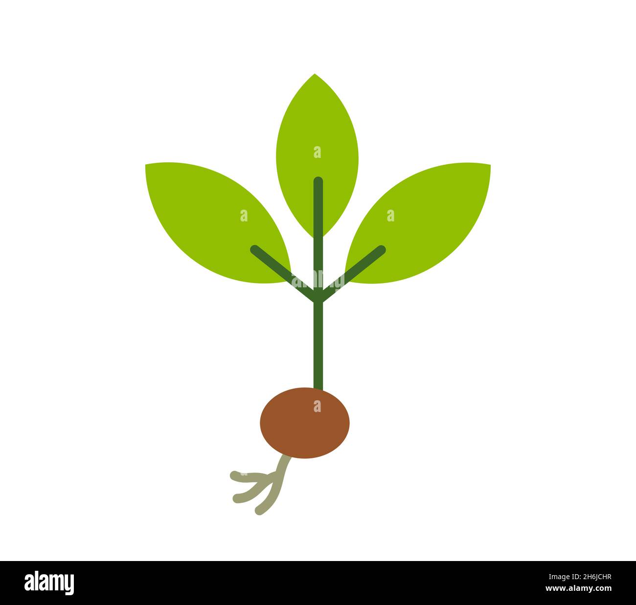 Spring little plant seedling with seed and roots. Vector illustration ...