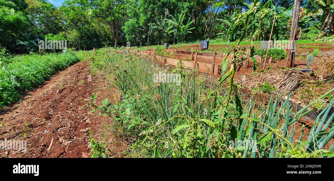 Growing plants. Plantation with various vegetables on farm in sunny day ...
