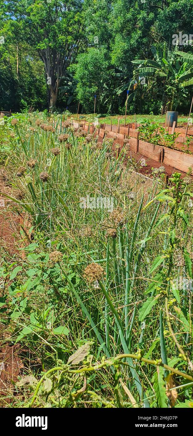 Growing plants. Plantation with various vegetables on farm in sunny day ...