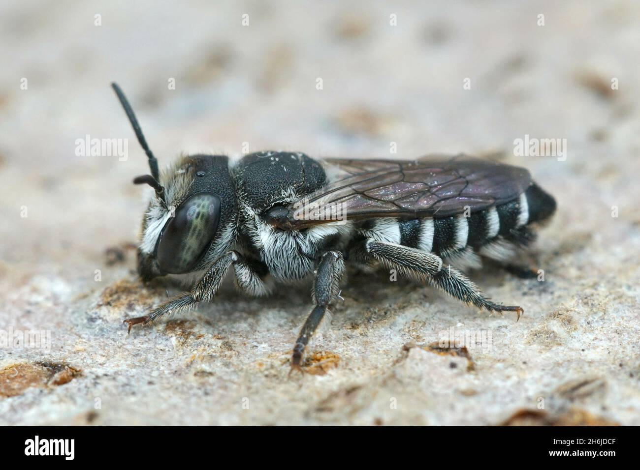Detailed closeup on a female Apical leafcutter bee, Megachile apicalis ...