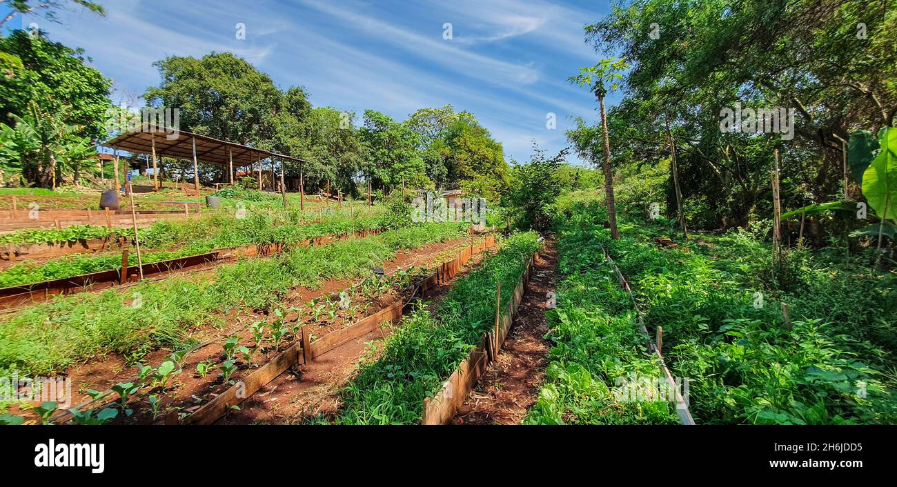Growing plants. Plantation with various vegetables on farm in sunny day ...