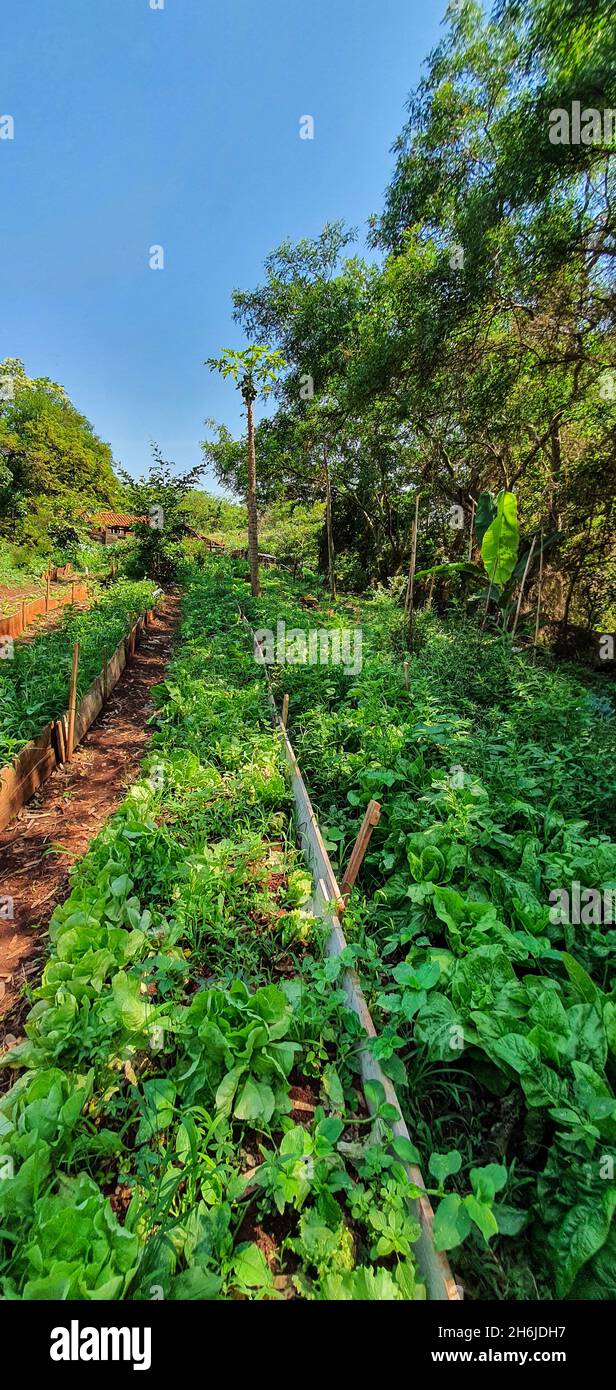 Growing plants. Plantation with various vegetables on farm in sunny day ...