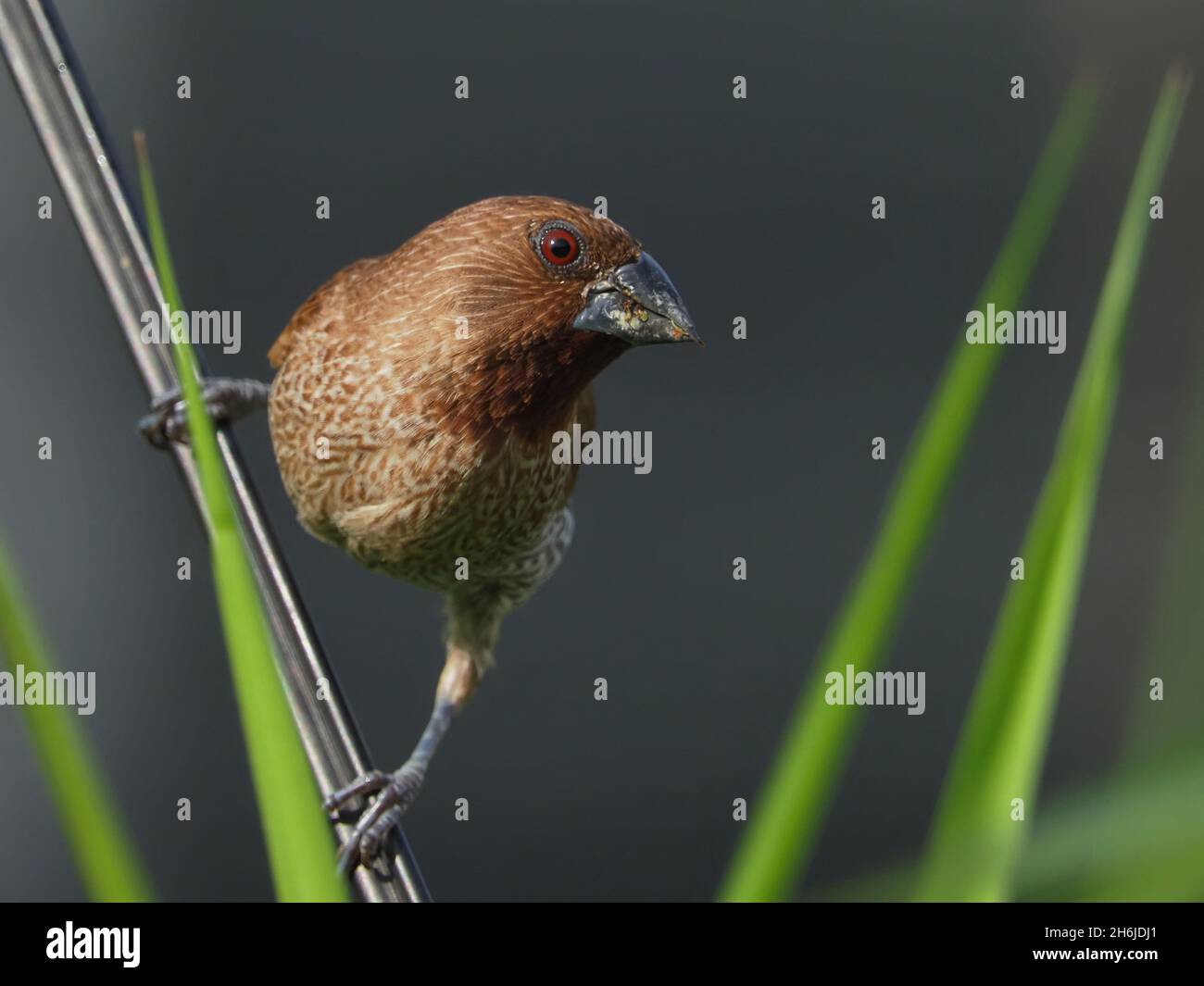 Scaly-breasted Munia Male Stock Photo - Alamy