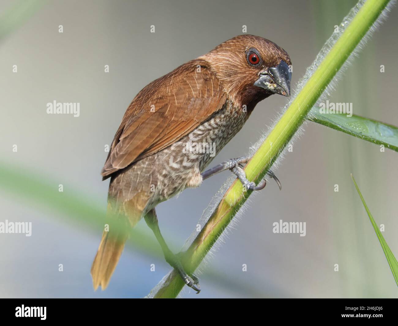 Scaly breasted munia male hi-res stock photography and images - Alamy
