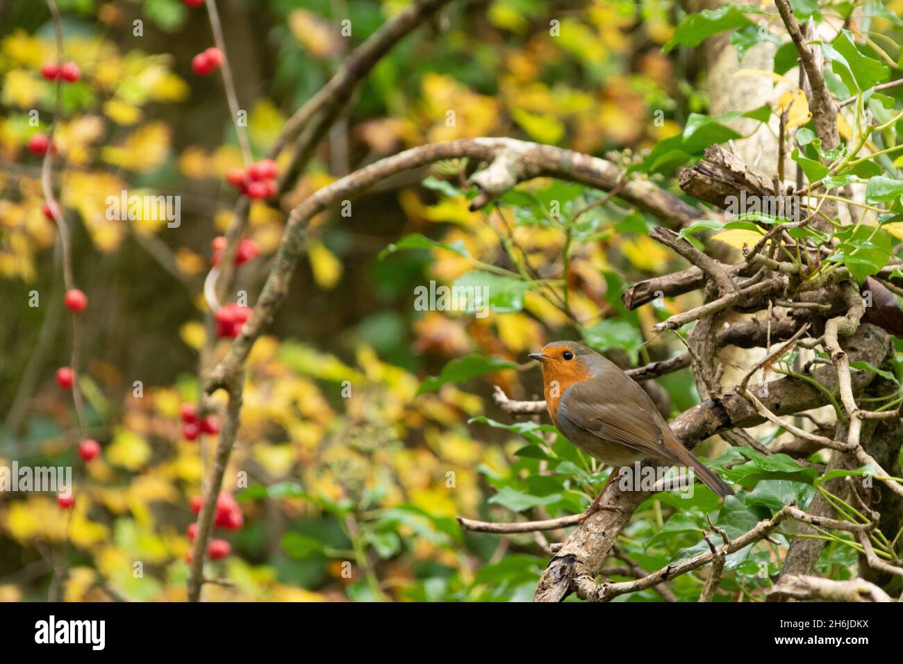 The camel trail cornwall wildlife hi-res stock photography and images ...