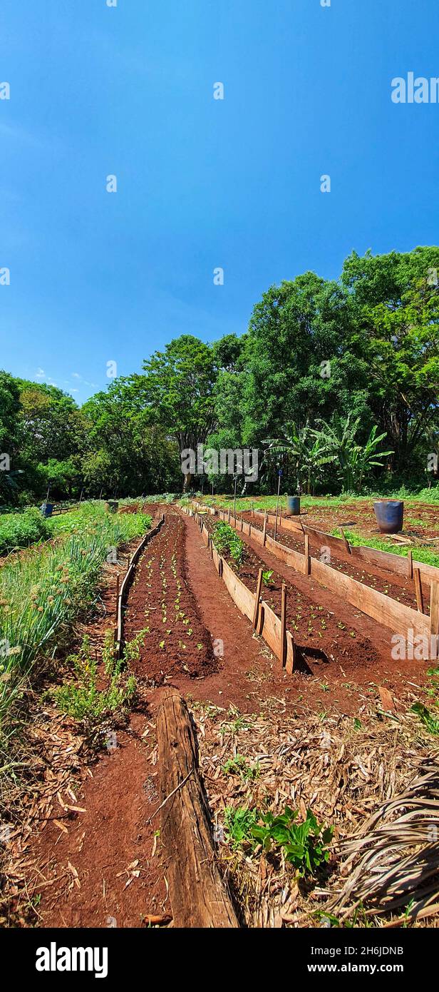 Growing plants. Plantation with various vegetables on farm in sunny day ...