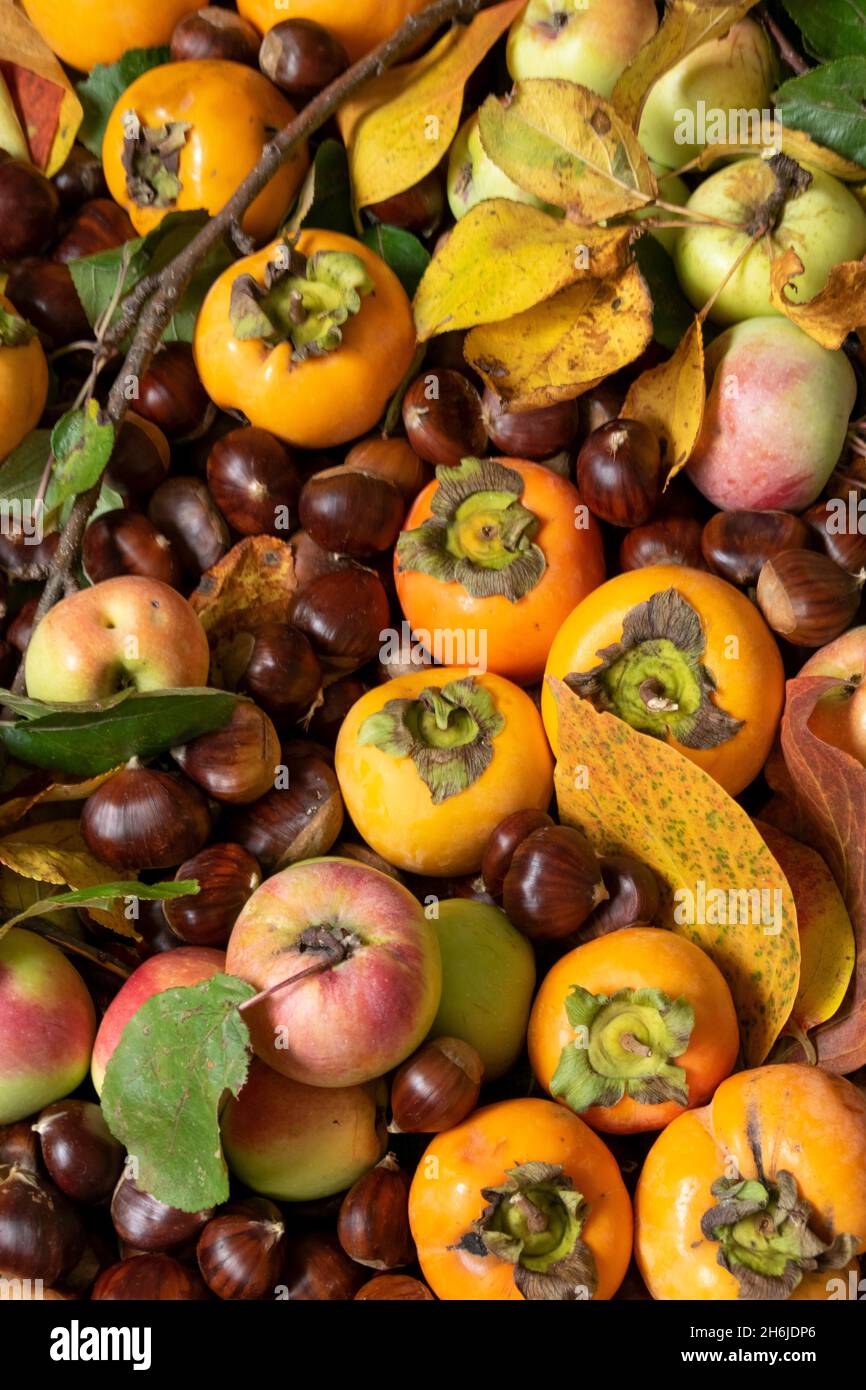 Close up of autumn fruits. Fresh raw apples, kaki and chestnuts ...