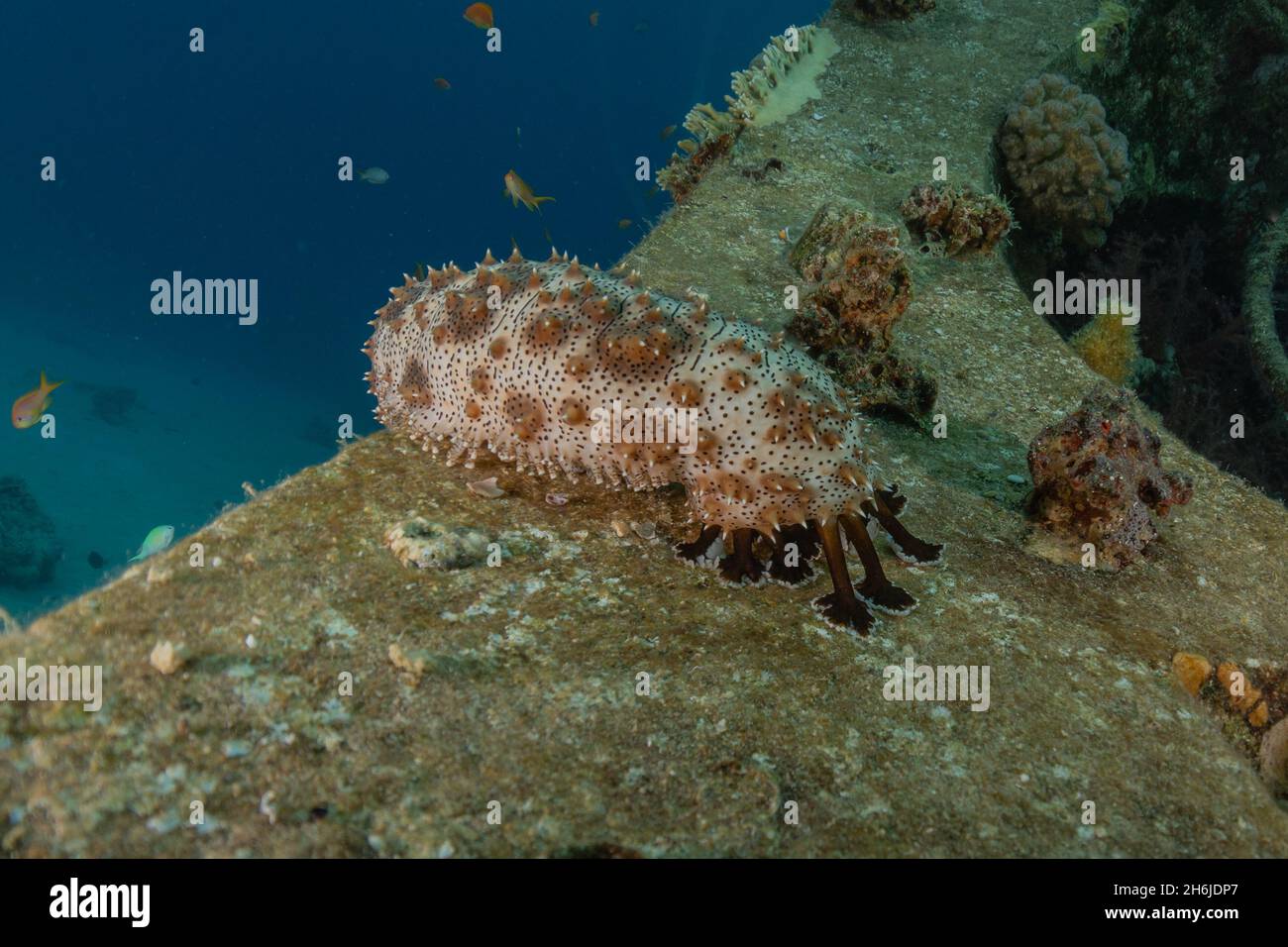 Sea cucumber in the Red Sea Colorful and beautiful, Eilat Israel Stock ...