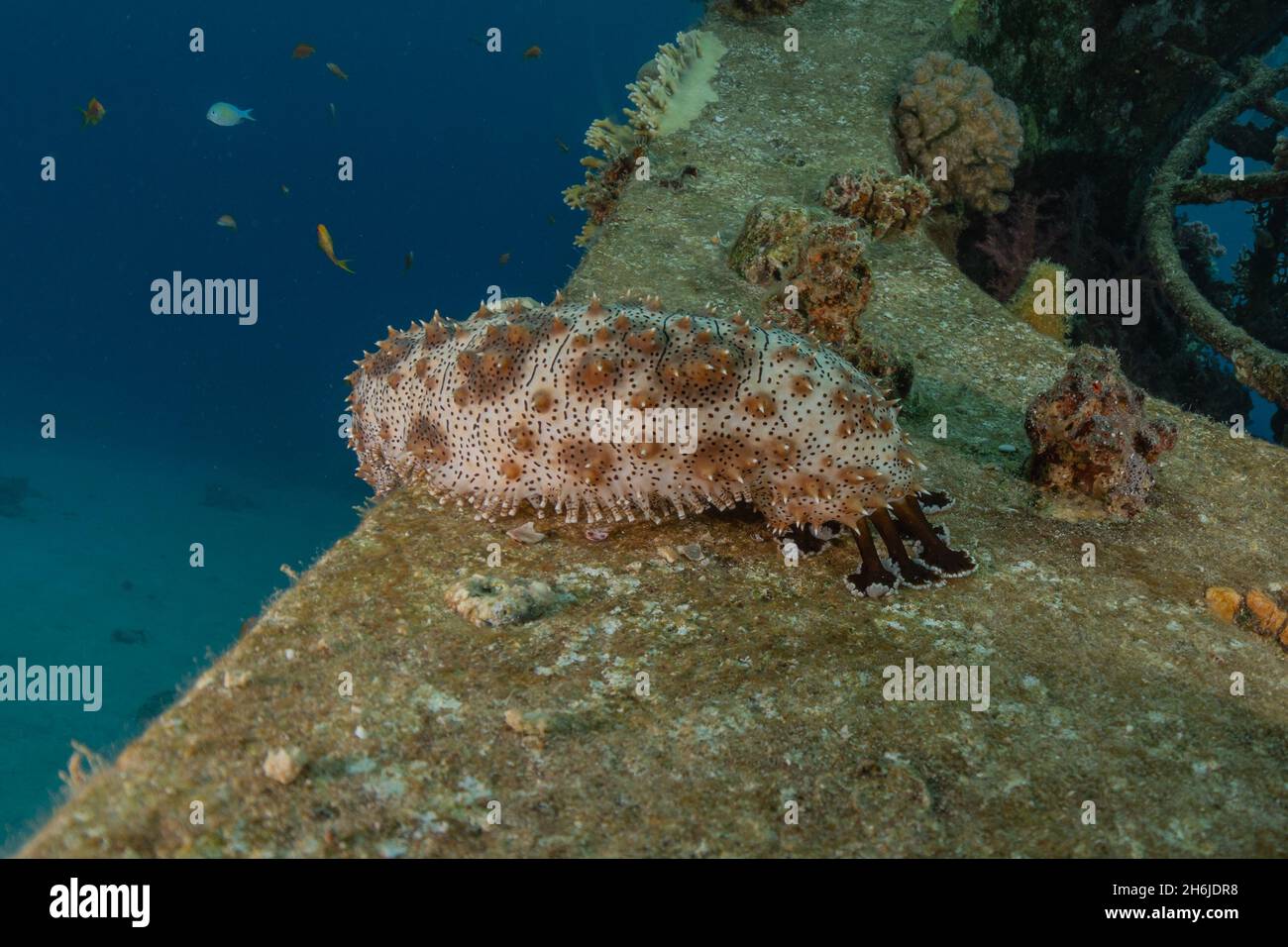 Sea cucumber in the Red Sea Colorful and beautiful, Eilat Israel Stock ...