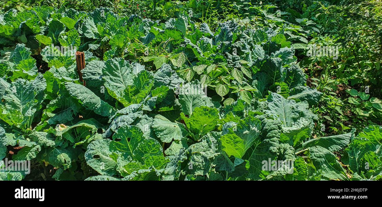 Growing plants. Green cabbage plantation and various vegetables on farm ...