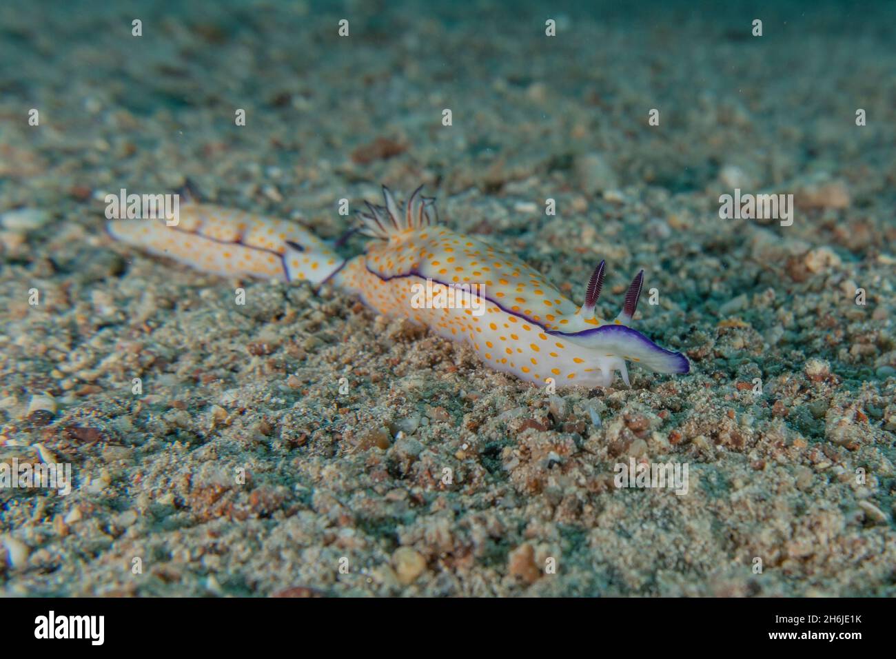 Sea slug in the Red Sea Colorful and beautiful, Eilat Israel Stock ...