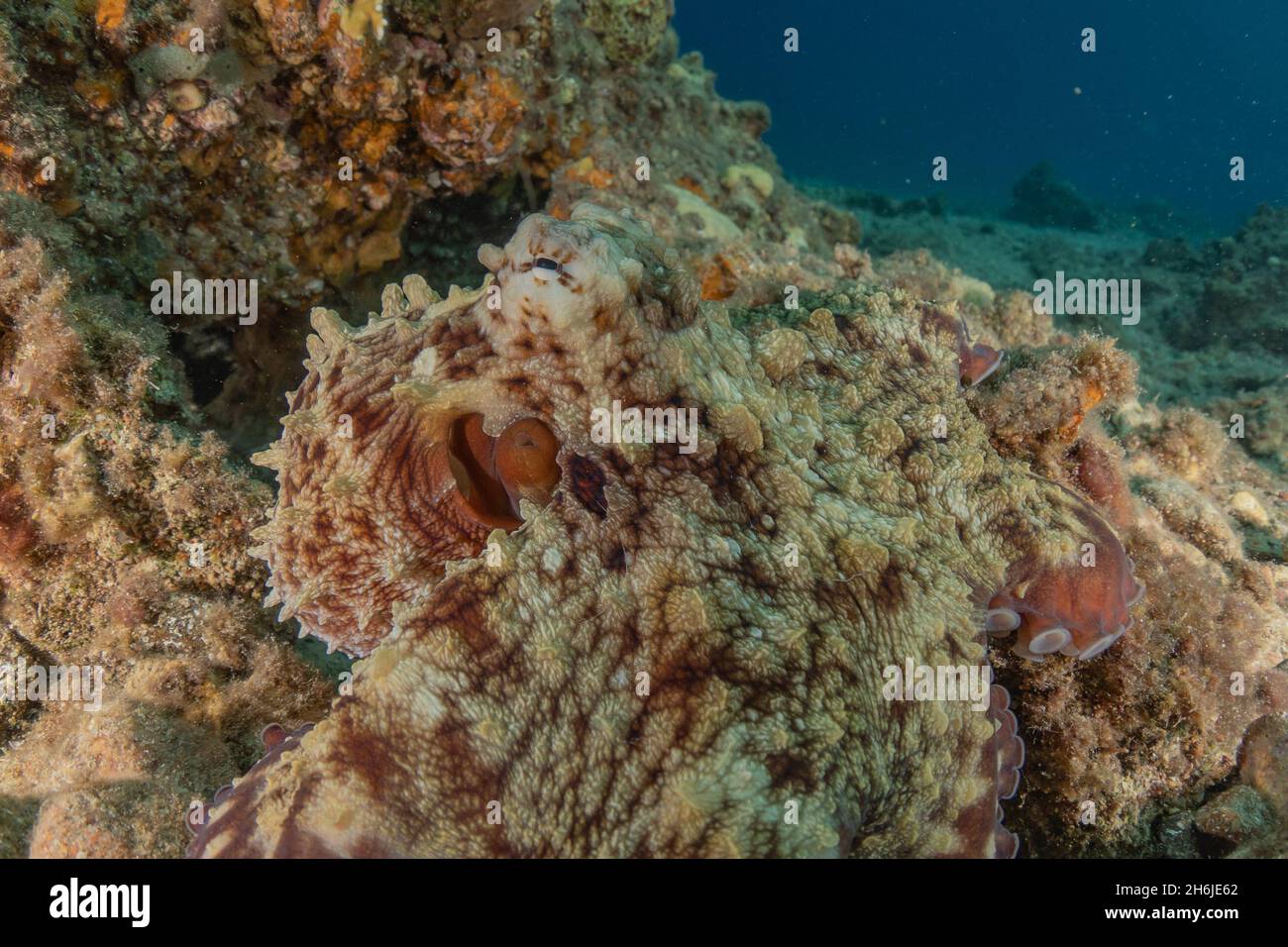 Octopus king of camouflage in the Red Sea, Eilat Israel Stock Photo - Alamy