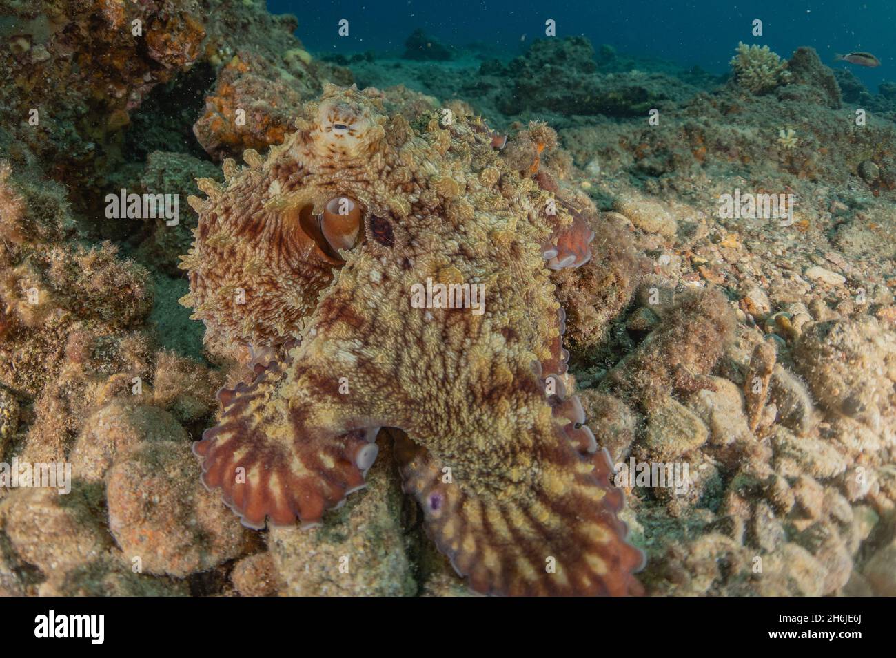 Octopus king of camouflage in the Red Sea, Eilat Israel Stock Photo - Alamy