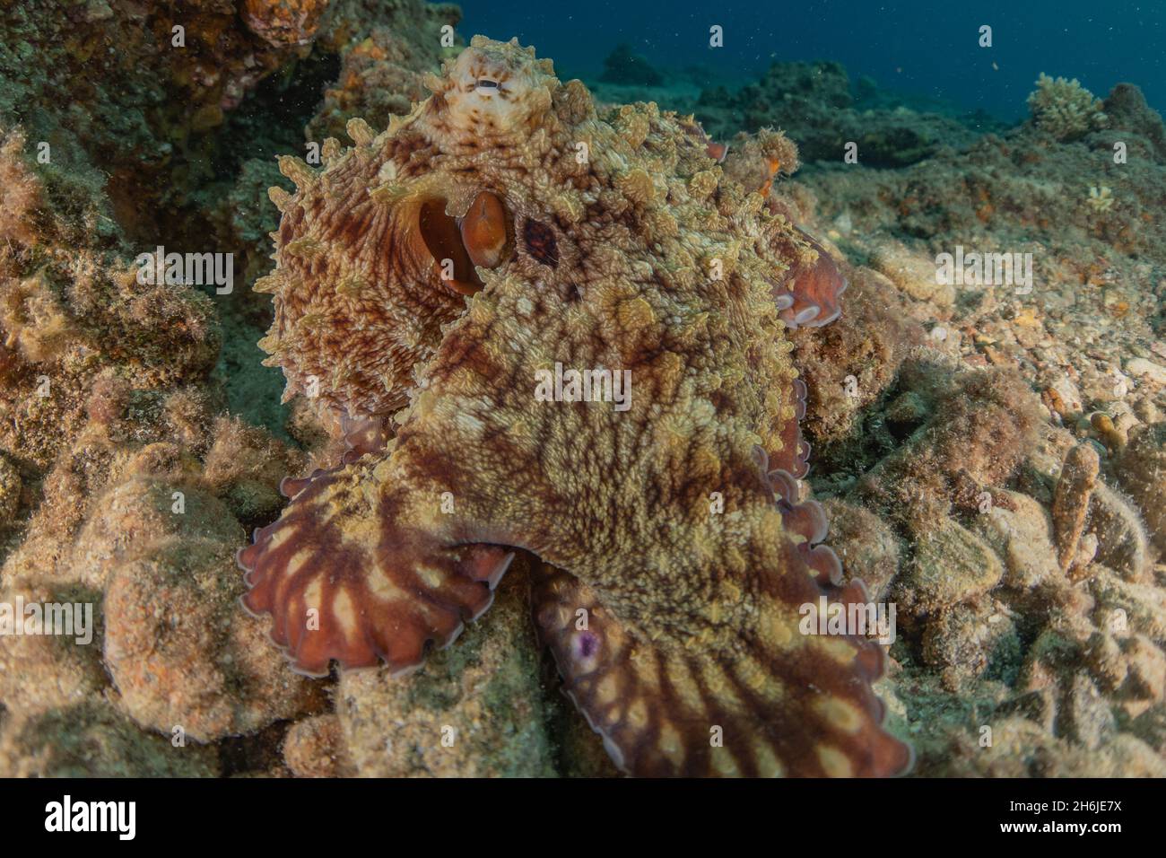 Octopus king of camouflage in the Red Sea, Eilat Israel Stock Photo - Alamy