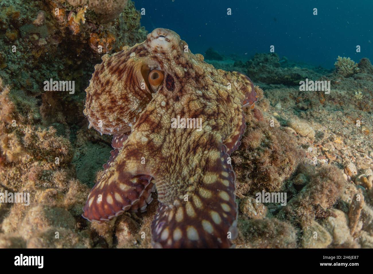 Octopus king of camouflage in the Red Sea, Eilat Israel Stock Photo - Alamy