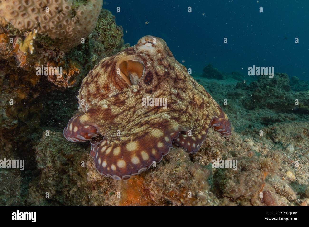 Octopus king of camouflage in the Red Sea, Eilat Israel Stock Photo - Alamy