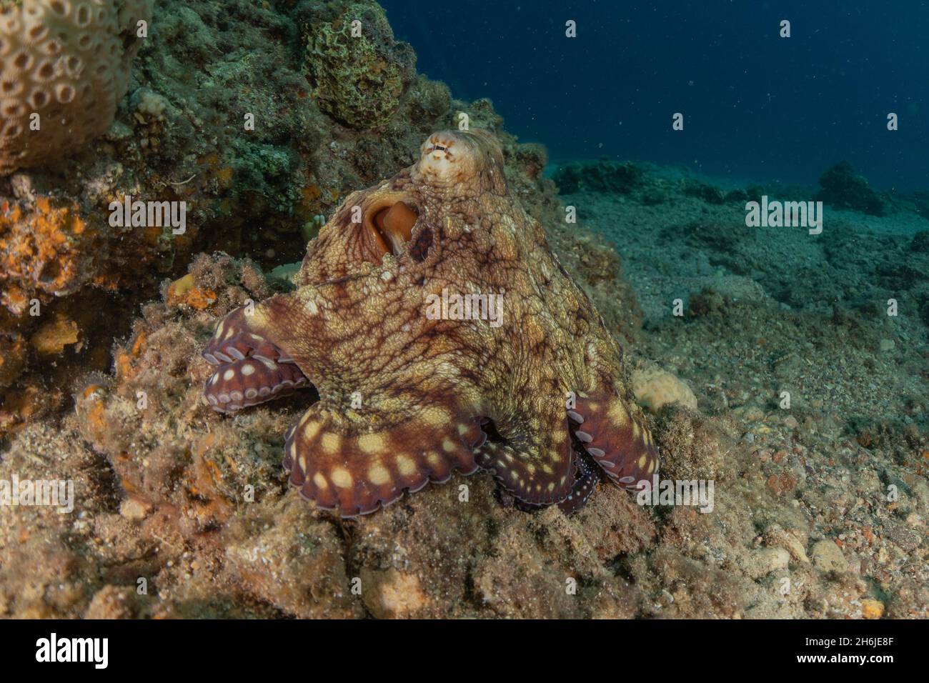 Octopus king of camouflage in the Red Sea, Eilat Israel Stock Photo - Alamy