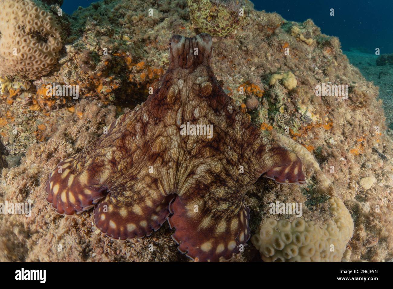 Octopus king of camouflage in the Red Sea, Eilat Israel Stock Photo - Alamy
