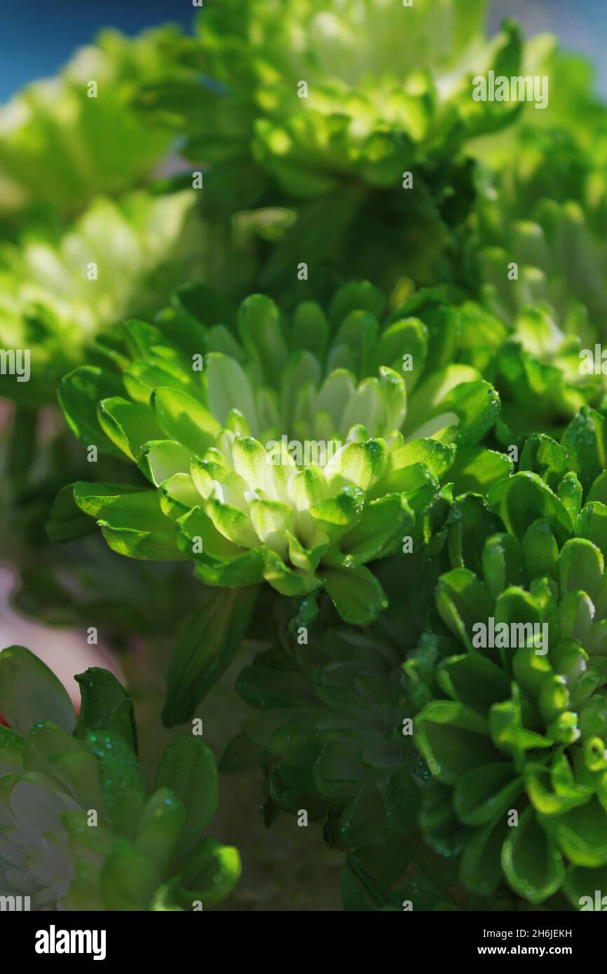 Gorgeous bouquet of fresh cheerful green mums and flowers in full bloom ...