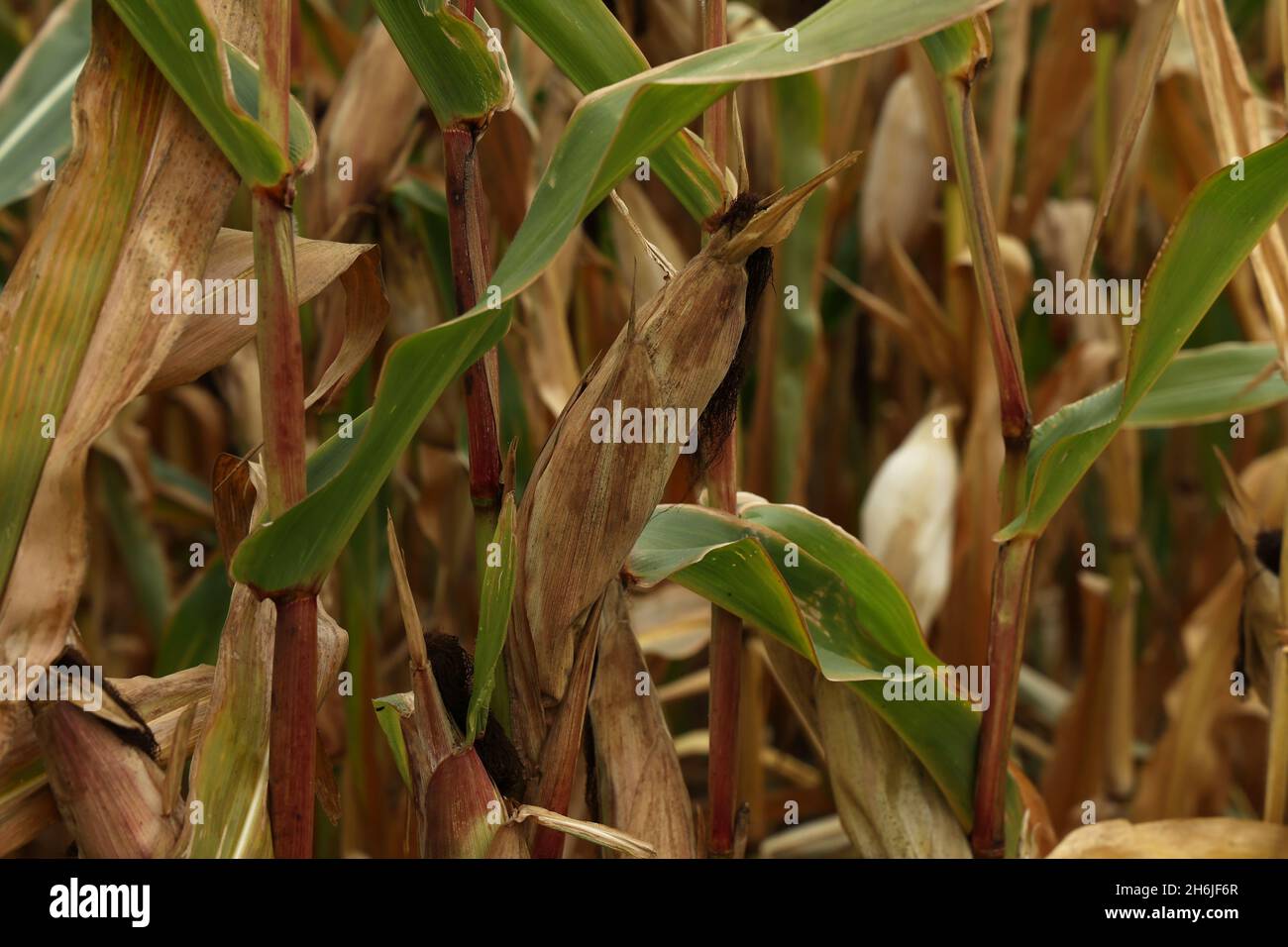 Corn on the cob in the field in autumn Stock Photo - Alamy