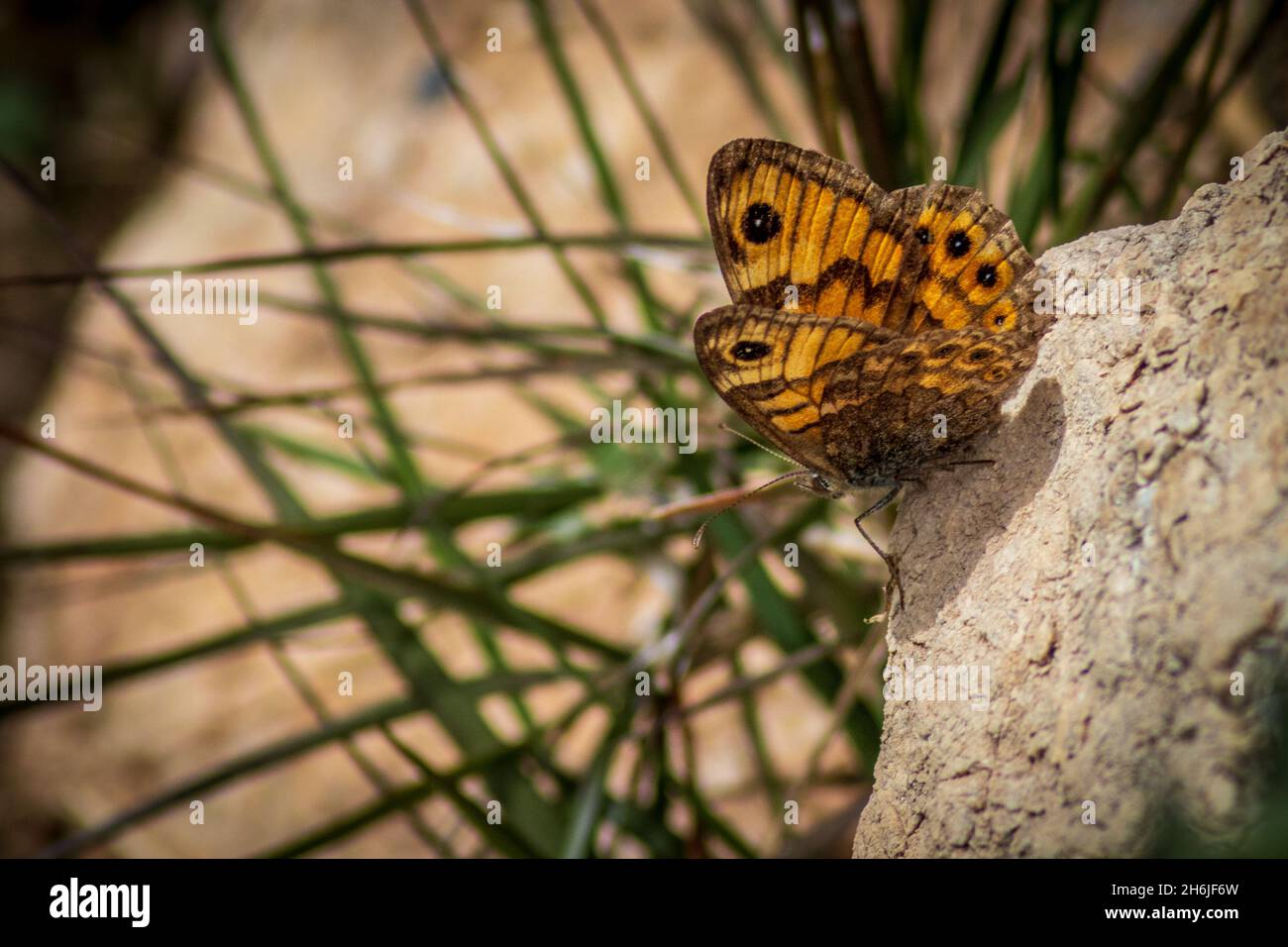 Lasiommata megera, Wall Brown Butterfly Stock Photo - Alamy