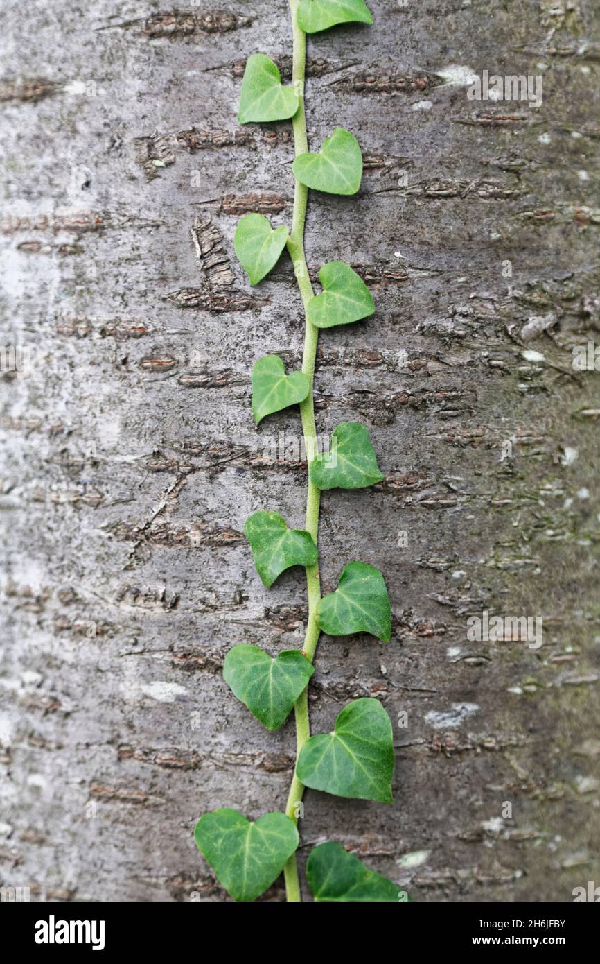 A single vine of ivy climbing a tree up the middle Stock Photo - Alamy