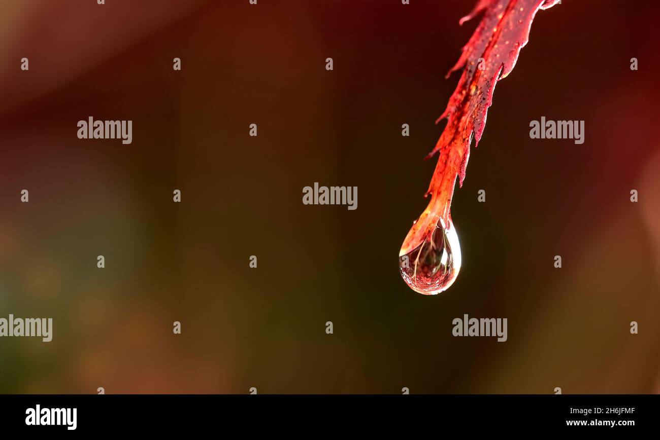 Abstract impression image of Water drops on the tip of the red leaf of ...