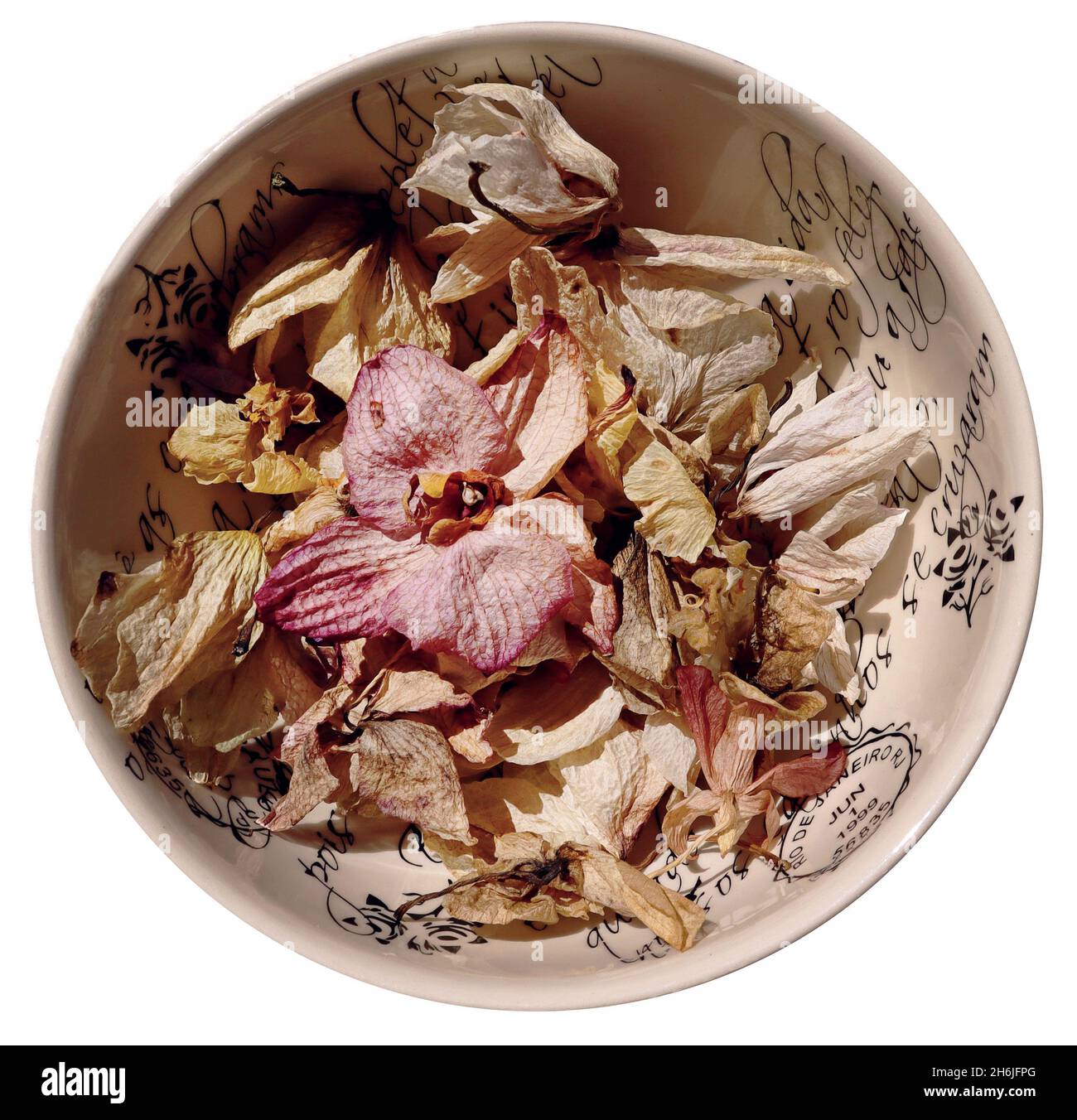 Dead, dried orchid flowers, inside a bowl, isolated in white background ...