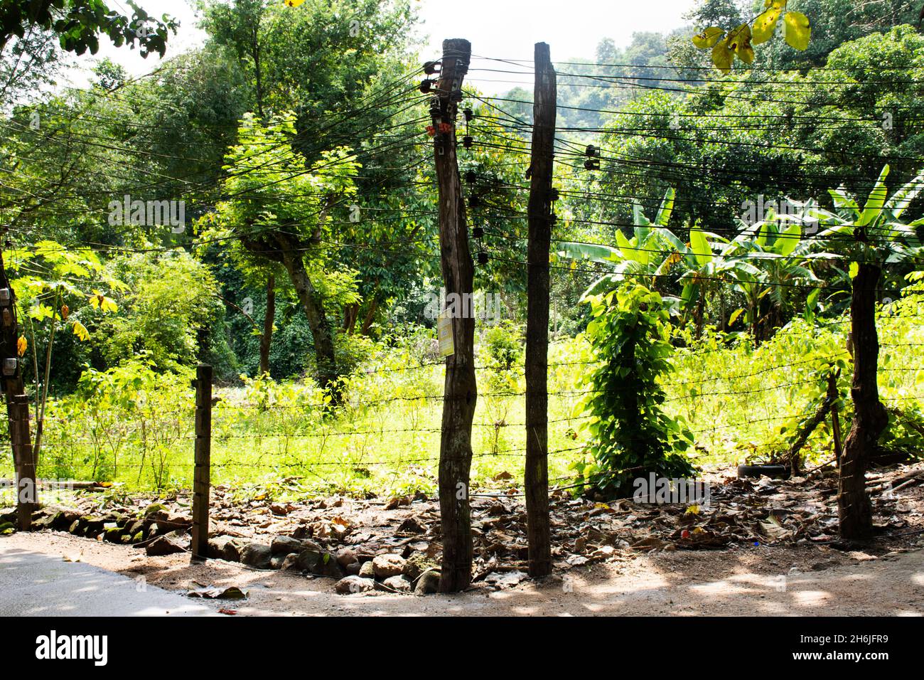 Old wooden utility pole column for local electric supply wood post ...