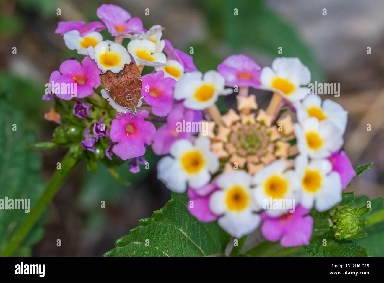 Choreutis nemorana, fig leaf roller Moth Stock Photo - Alamy