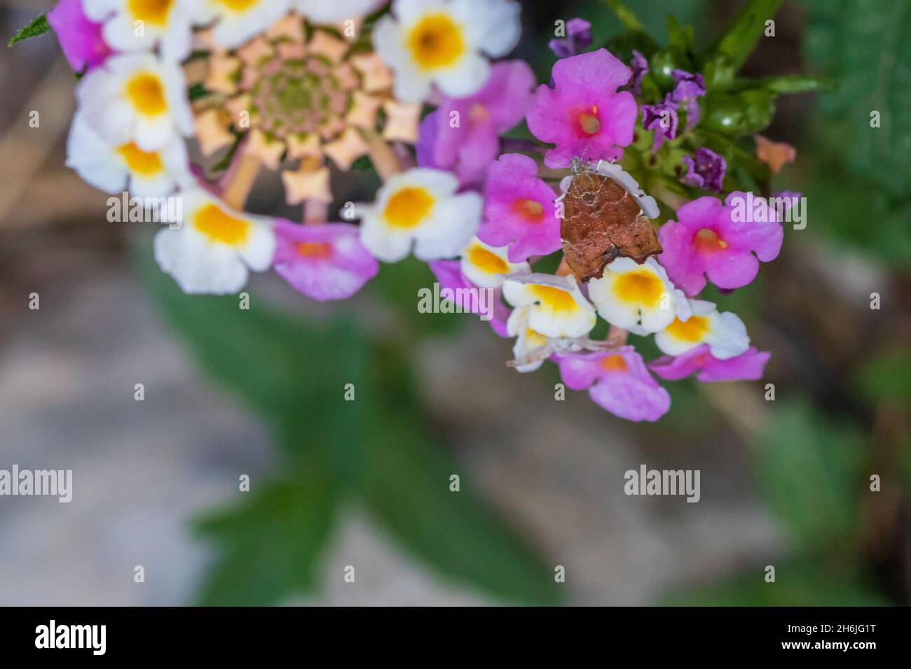 Fig leaf skeletonizer hi-res stock photography and images - Alamy