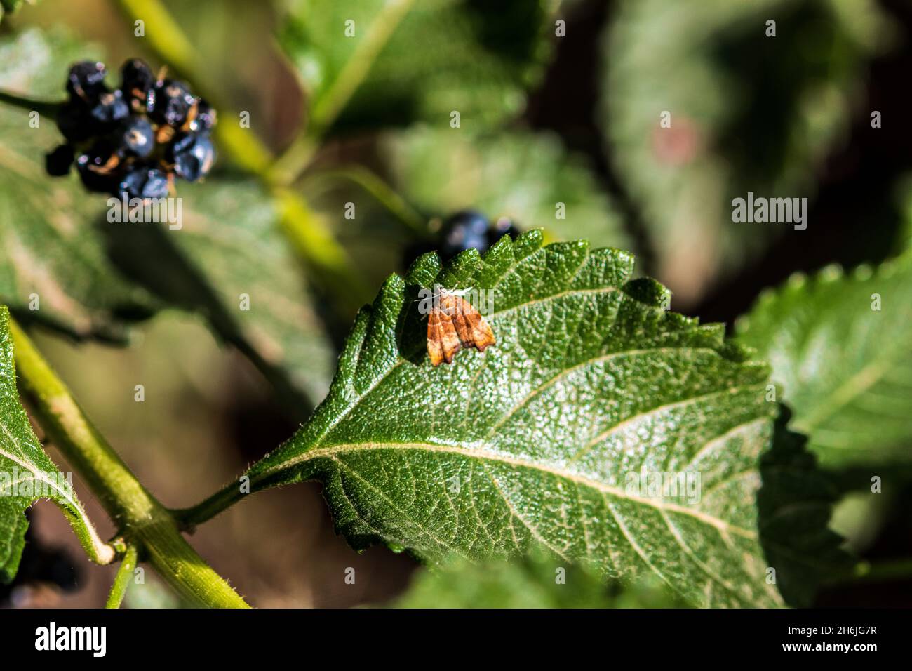 Choreutis nemorana, fig leaf roller Moth Stock Photo - Alamy