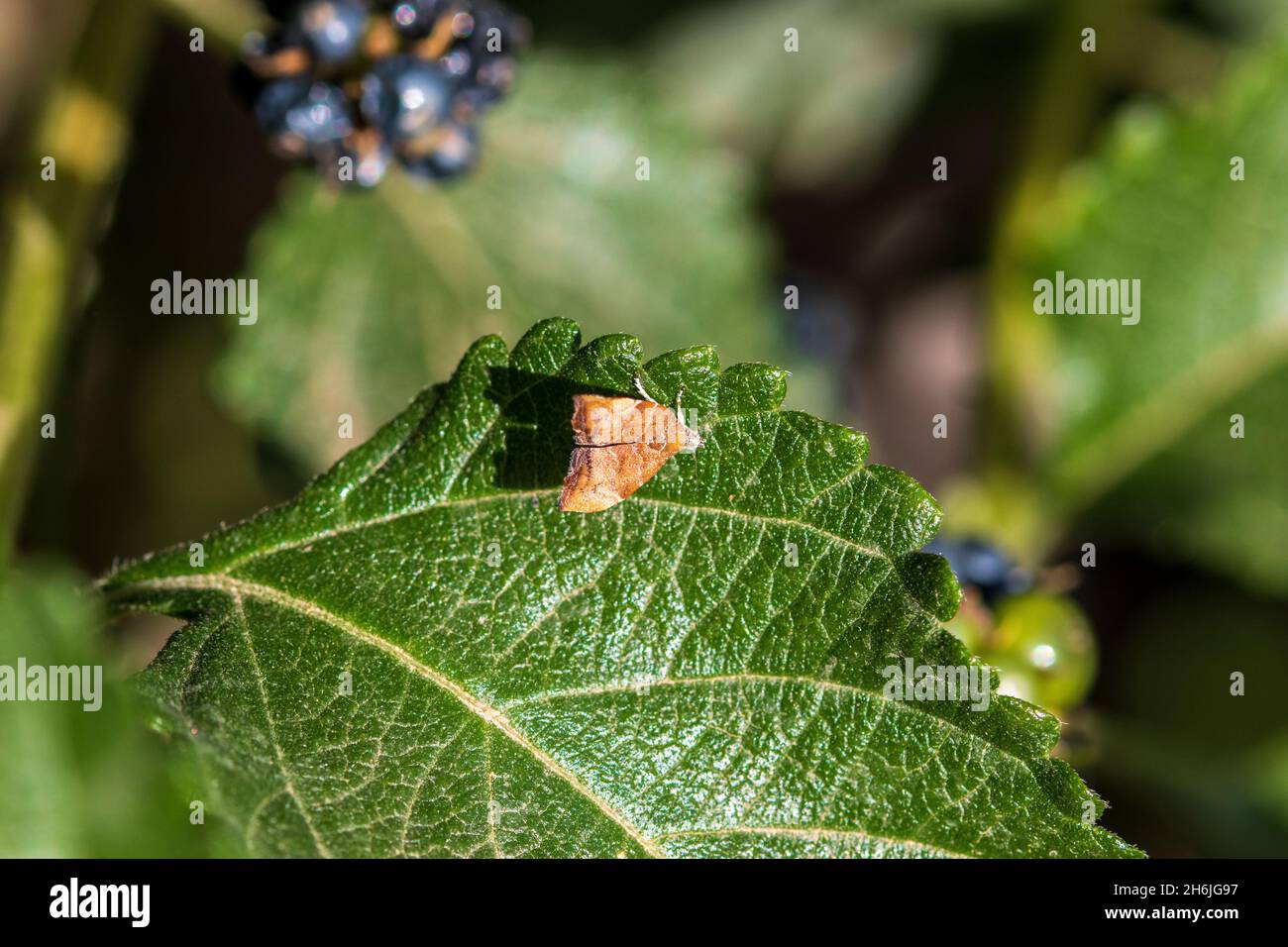 Choreutis nemorana, fig leaf roller Moth Stock Photo - Alamy