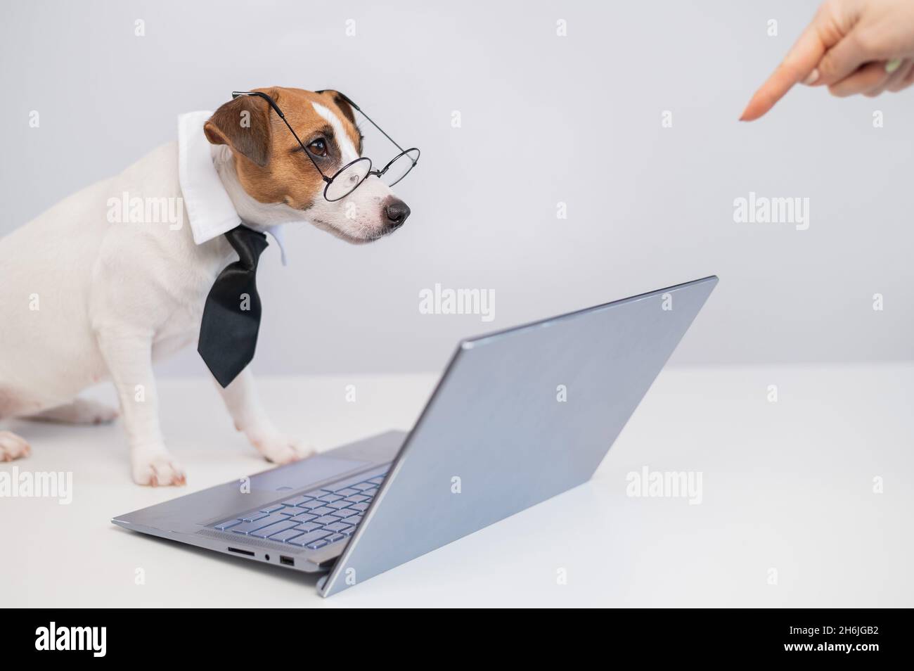 Smart dog jack russell terrier in a tie and glasses sits at a laptop on ...