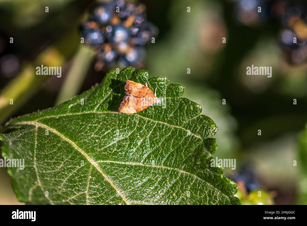 Choreutis nemorana, fig leaf roller Moth Stock Photo - Alamy