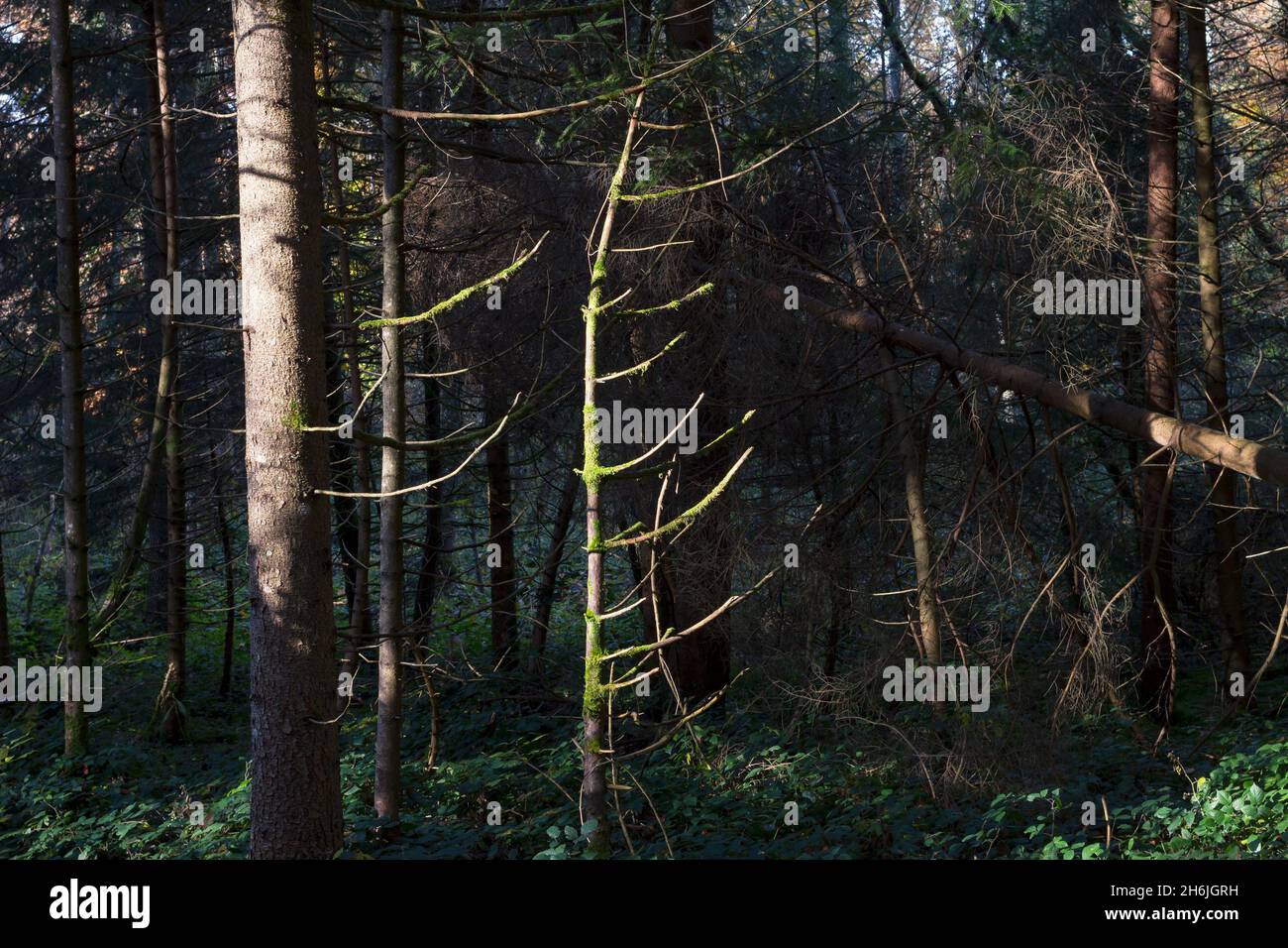 Conifer trees with dead branches in a German forest in the light of the ...