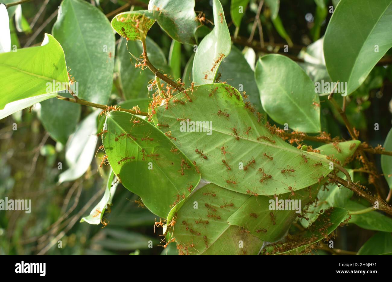 Family working in community garden hi-res stock photography and images ...