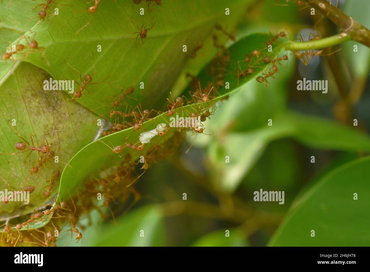 red ant climbing on nest in leaf on garden Stock Photo - Alamy