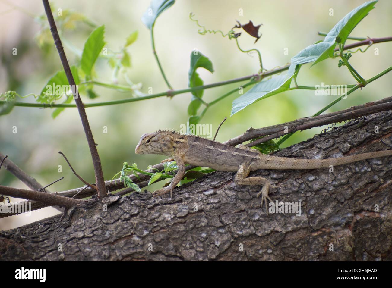 Indian lizard hi-res stock photography and images - Alamy