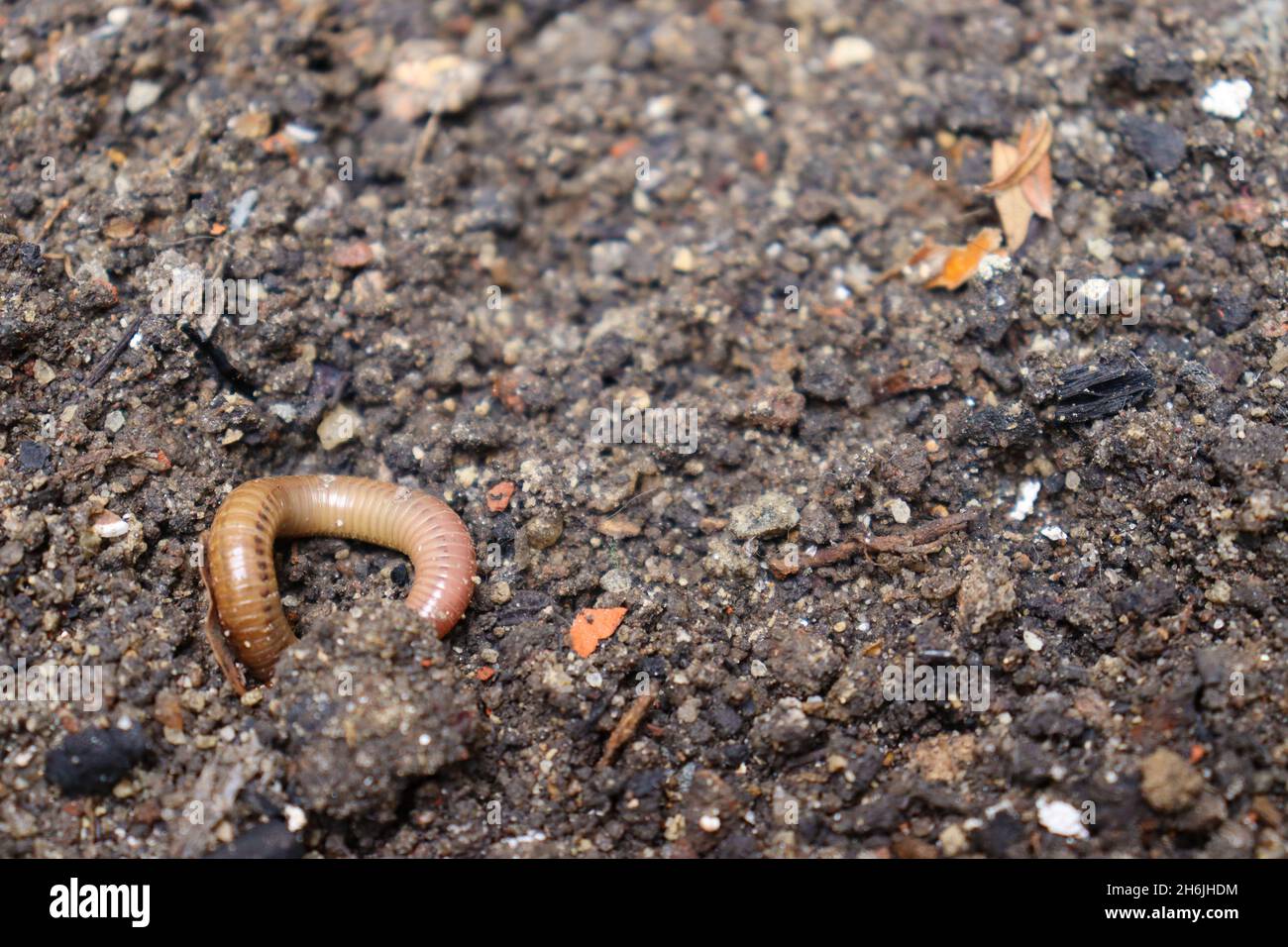 Wet soil hi-res stock photography and images - Alamy