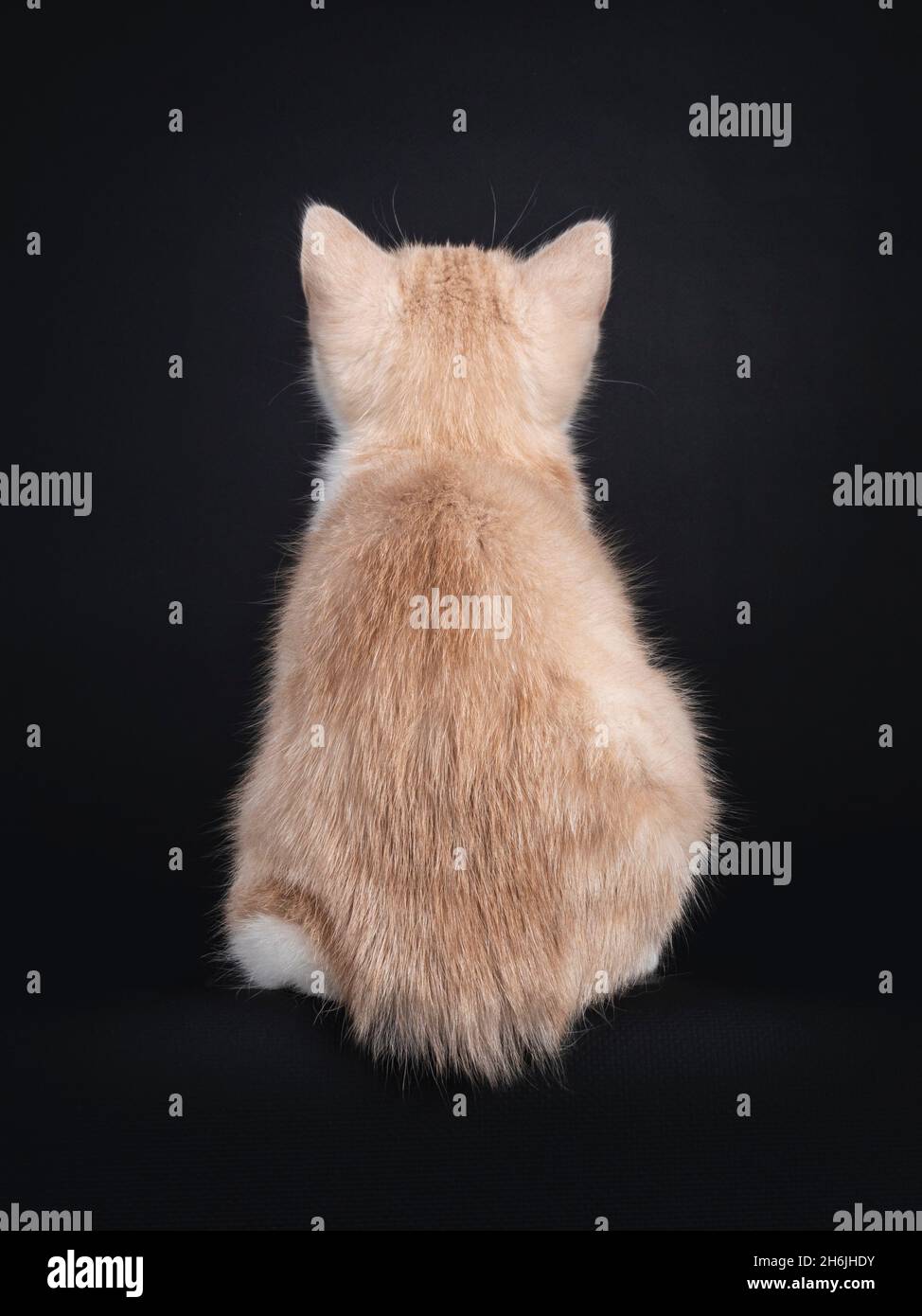 Adorable tailless Manx cat kitten, sitting backwards on edge. Looking ...