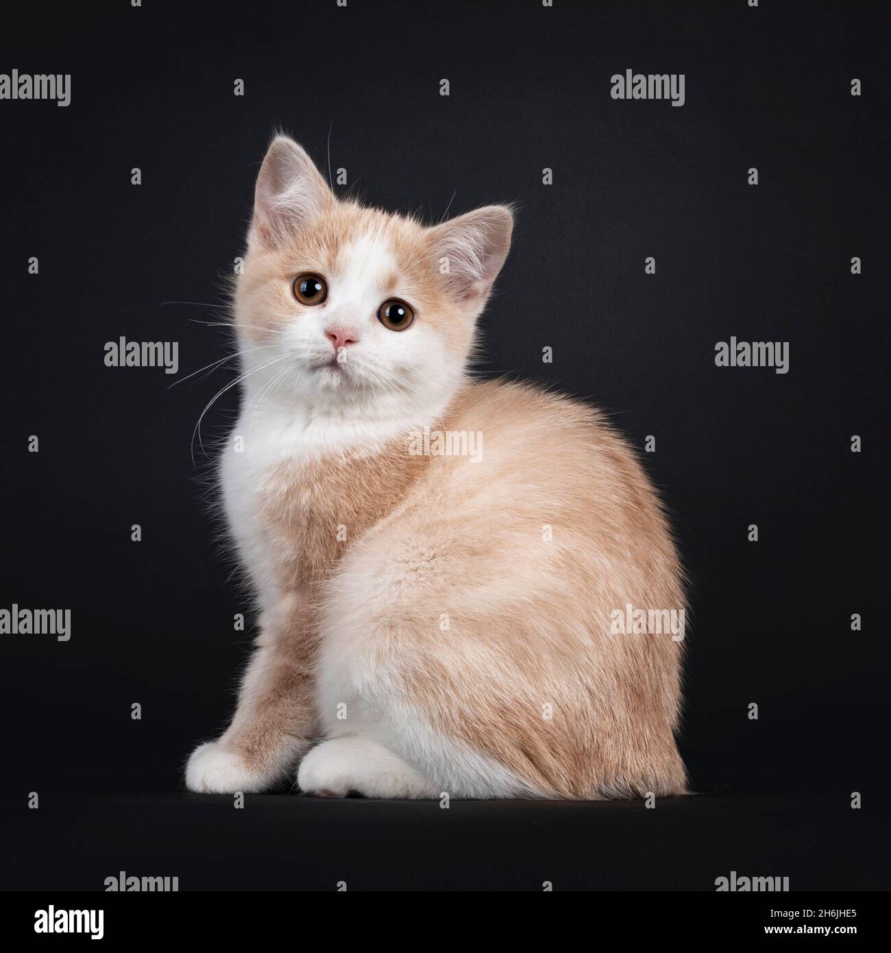 Tailless manx cat hi-res stock photography and images - Alamy