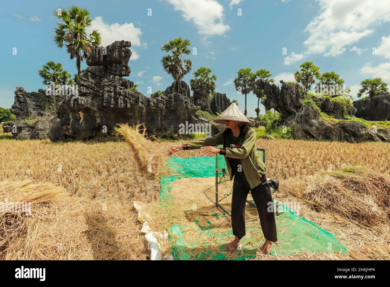 Man machine threshing rice by limestone rocks in karst area, Rammang ...