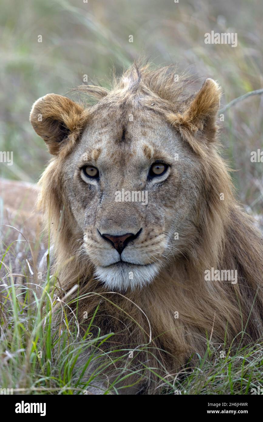 Young male lion (Panthera leo) in savanna, Masai Mara National Park ...