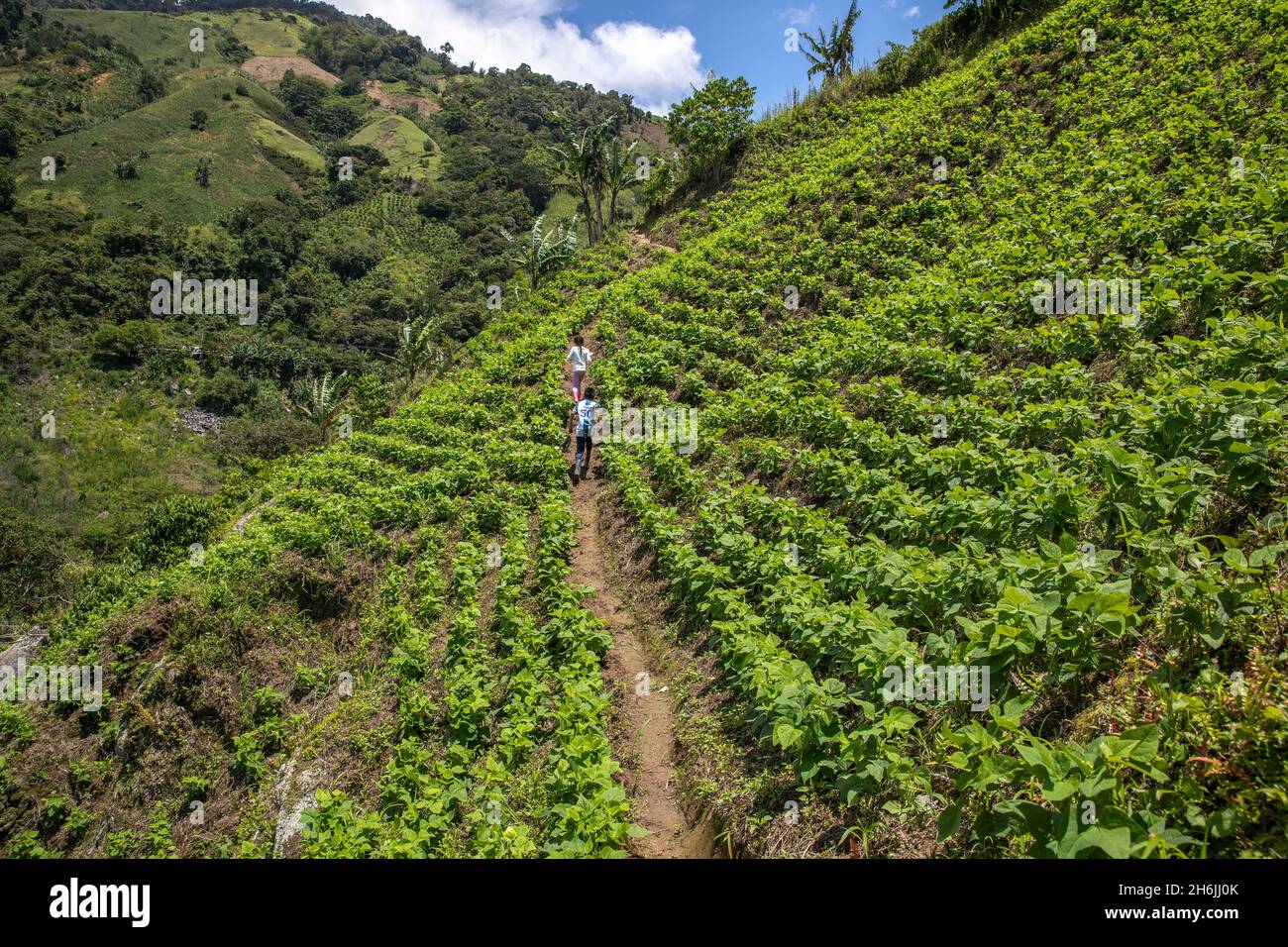 Terraced landscapes hi-res stock photography and images - Alamy
